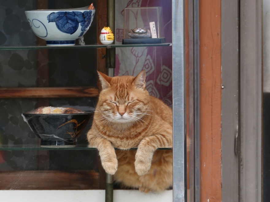 “Pink” the Cat Graduates from Being Soba Restaurant’s Attraction ...