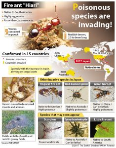 Deadly Fire Ants Invade Japan, Brought In via Trade Vessels From China ...
