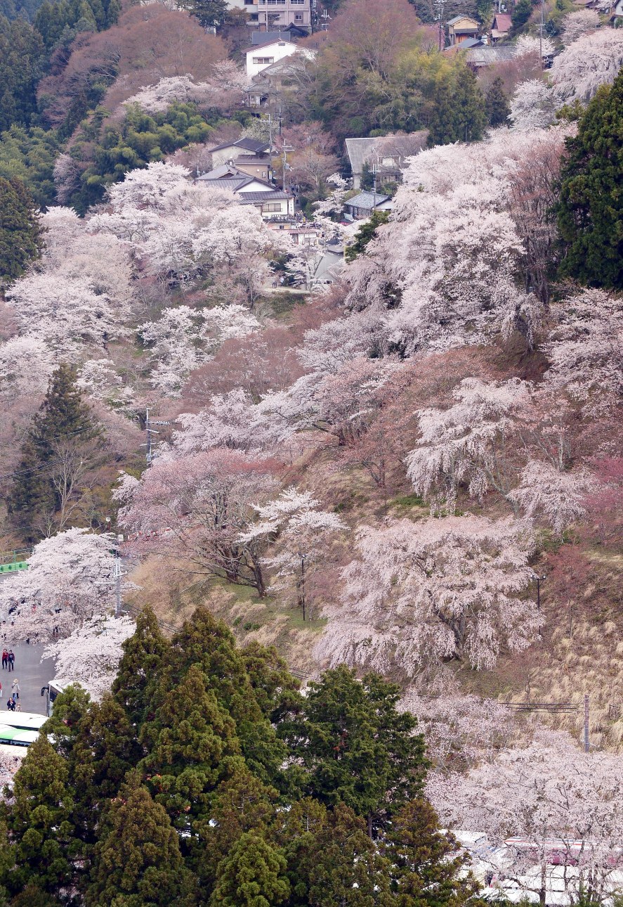 2018 Cherry Blossoms Viewing: A Guide for Ohanami | JAPAN Forward