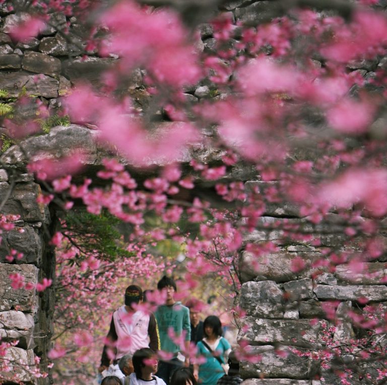 2018 Cherry Blossoms Viewing: A Guide for Ohanami | JAPAN Forward