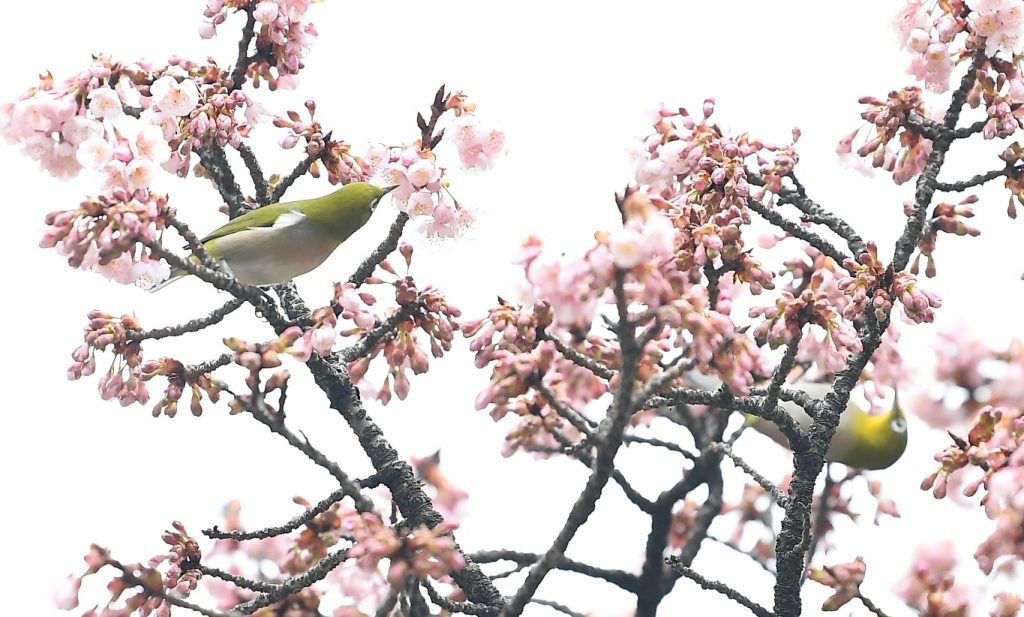 2018 Cherry Blossoms Viewing: A Guide for Ohanami | JAPAN Forward