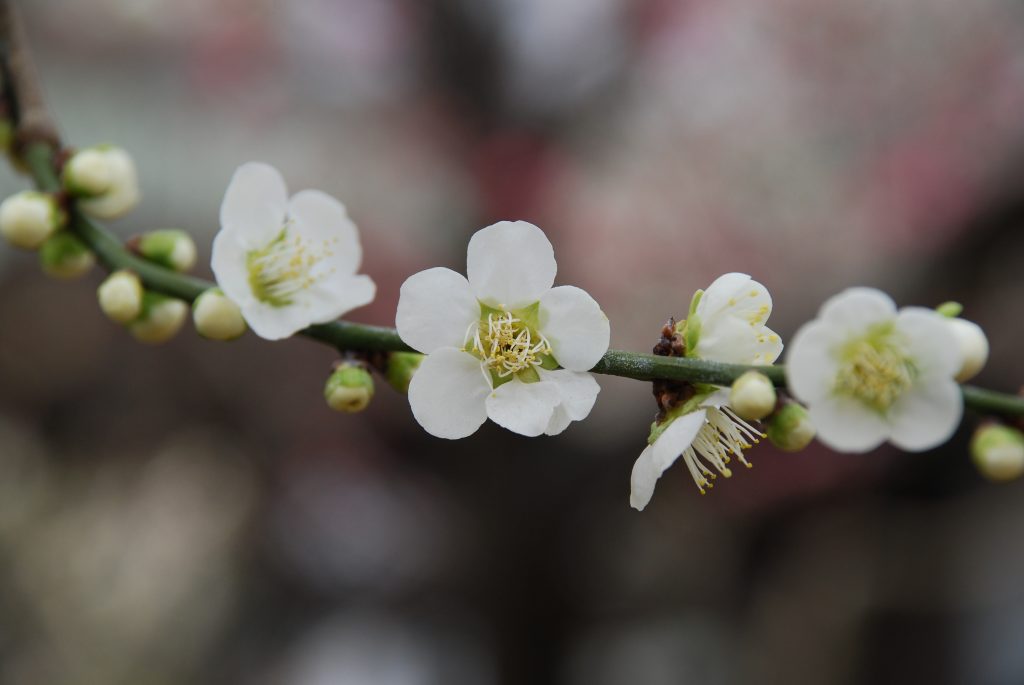 How to Enjoy the Sakura—and the Other Alluring Blooms of Spring | JAPAN ...