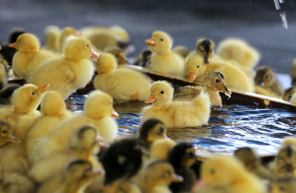 Rice Farming Season Is Here - and So Are the Aigamo Ducklings | JAPAN ...