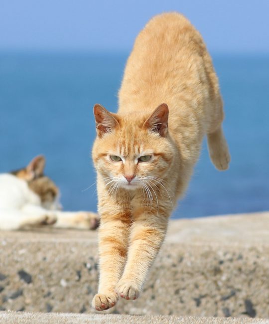 The Day Cats Live to Be Thirty | JAPAN Forward