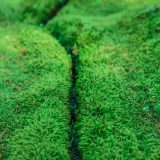 Visiting Koke-Dera, Kyoto’s Moss Temple | JAPAN Forward