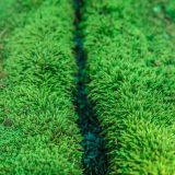 Visiting Koke-Dera, Kyoto’s Moss Temple | JAPAN Forward