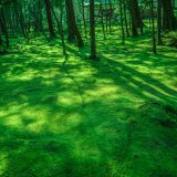 Visiting Koke-Dera, Kyoto’s Moss Temple | JAPAN Forward