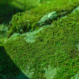 Visiting Koke-Dera, Kyoto’s Moss Temple | JAPAN Forward