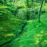 Visiting Koke-Dera, Kyoto’s Moss Temple | JAPAN Forward