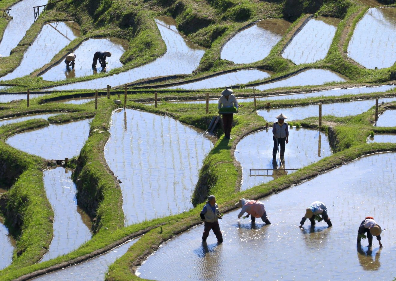 [Hidden Wonders of Japan] Preserving Maruyama's Thousand Rice Paddies ...