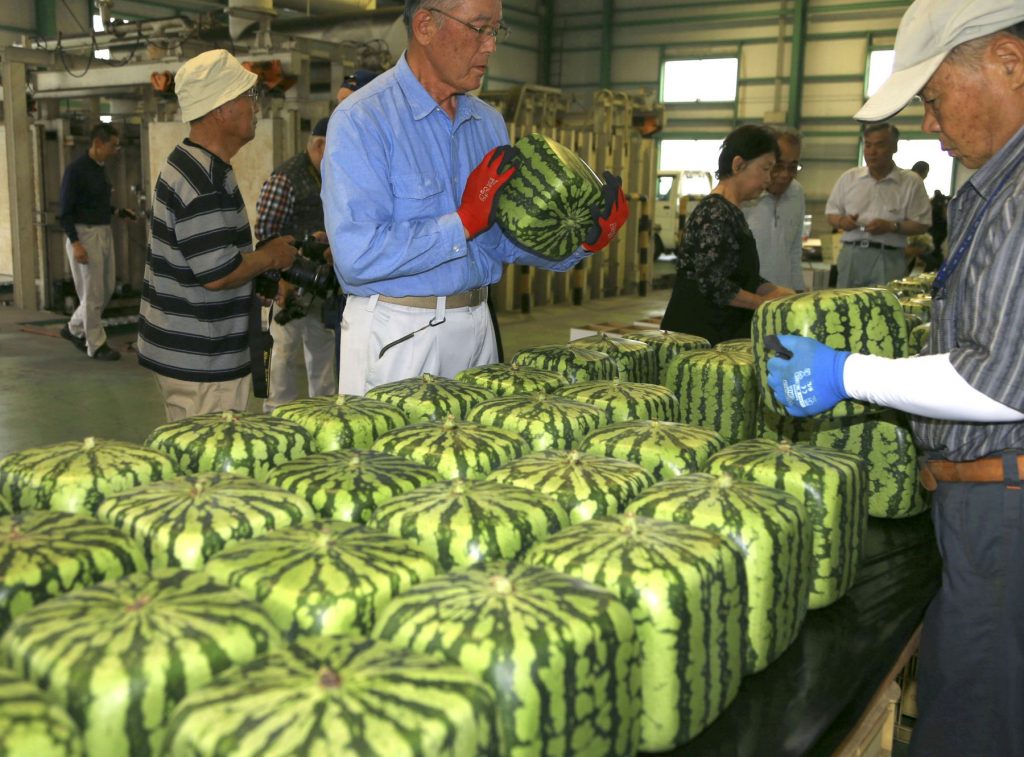 [Hidden Wonders of Japan] Square-Shaped Watermelon Production in Full ...