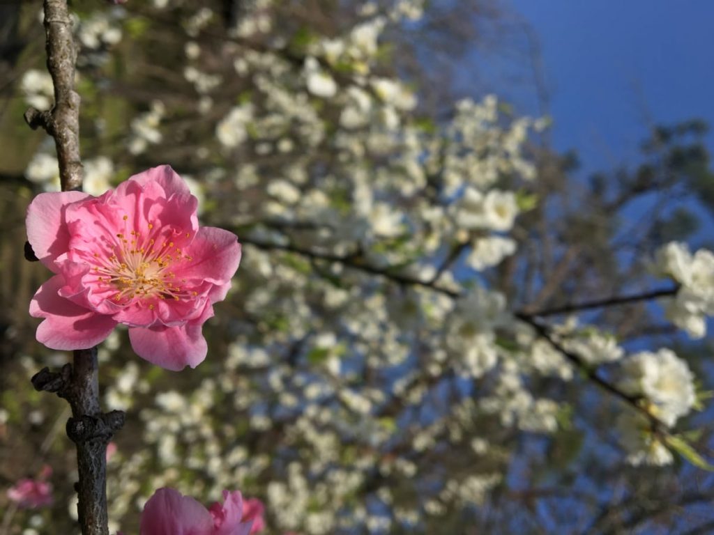 Cherry, Peach, and Plum Blossoms – Can You Tell Them Apart? | JAPAN Forward