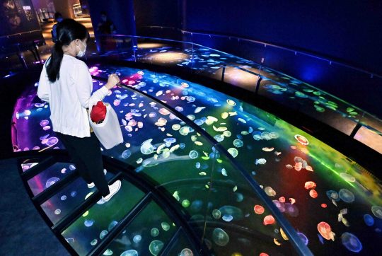 [Hidden Wonders of Japan] Jellyfish Trending Hot in Kyoto and Tokyo ...