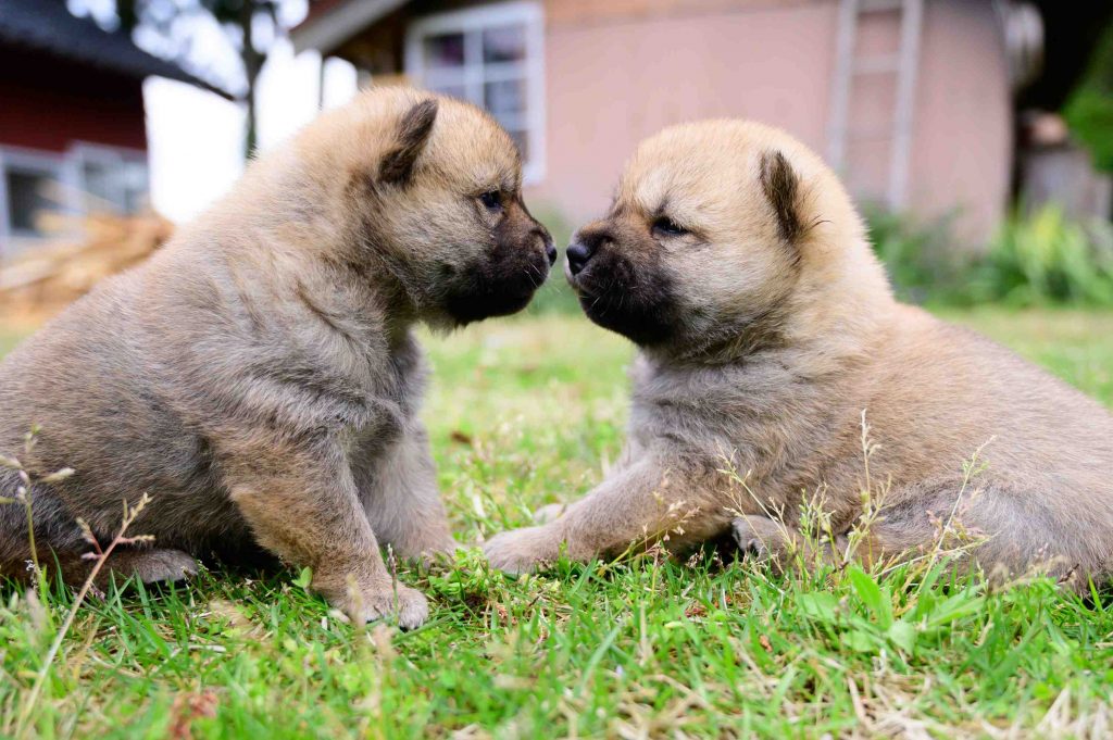 Two Adorable Japanese Puppies, One ‘Miracle Shot’ | JAPAN Forward