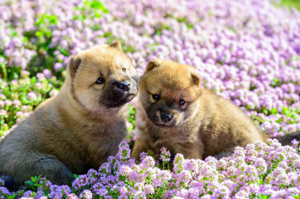 Two Adorable Japanese Puppies, One ‘Miracle Shot’ | JAPAN Forward