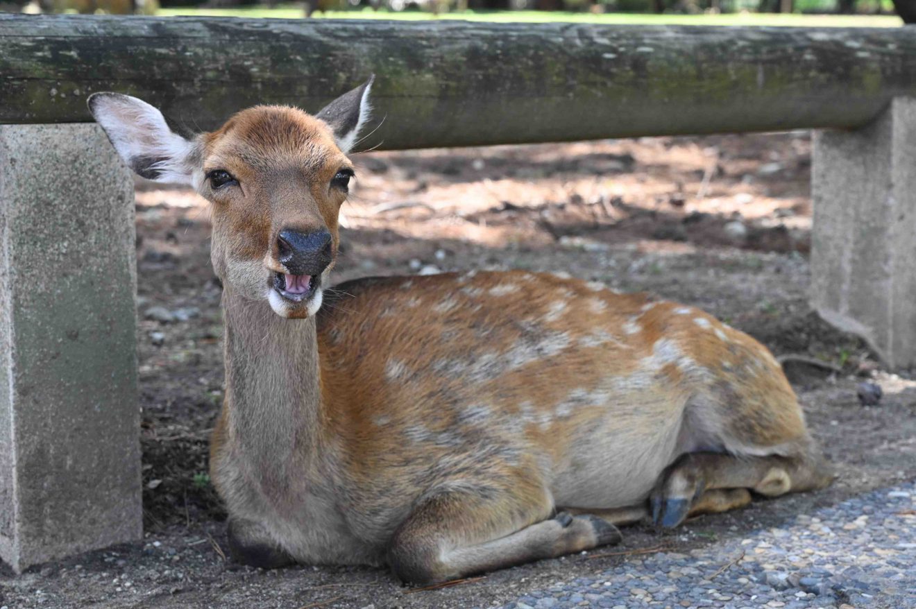 Nara’s Deer Miss the Tourists: Some Relearn Natural Diet While Others ...