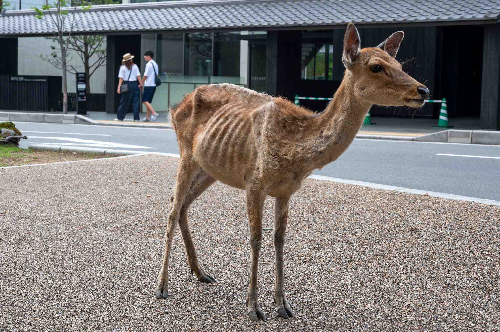 Nara’s Deer Miss the Tourists: Some Relearn Natural Diet While Others ...