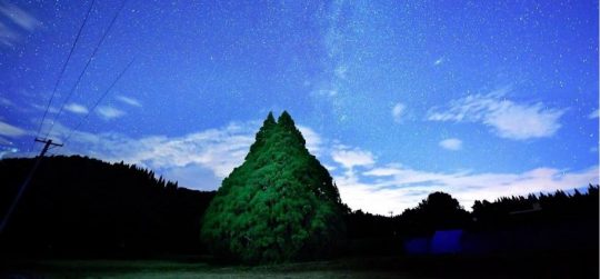 [Hidden Wonders of Japan] The First ‘Totoro’ is a 1000 Year Old Tree in ...