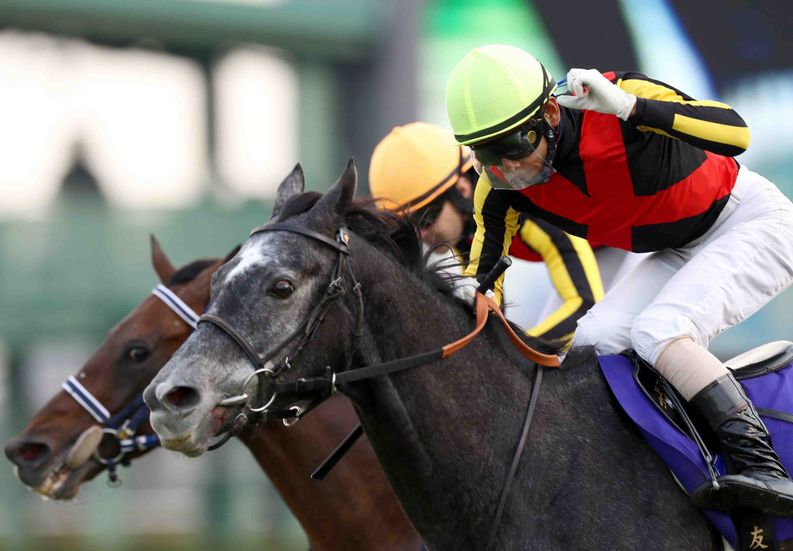 Japan Horse Racing Arima Kinen | JAPAN Forward