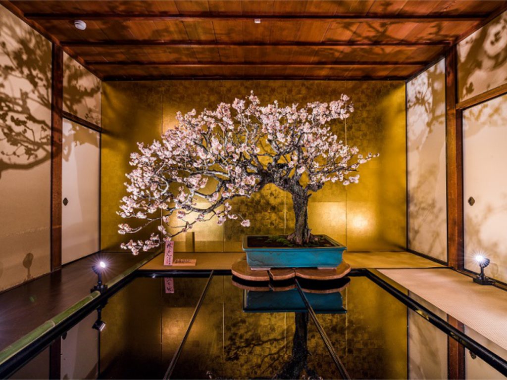 Meet some of Japan’s oldest bonsai trees at this exhibition in Shiga ...