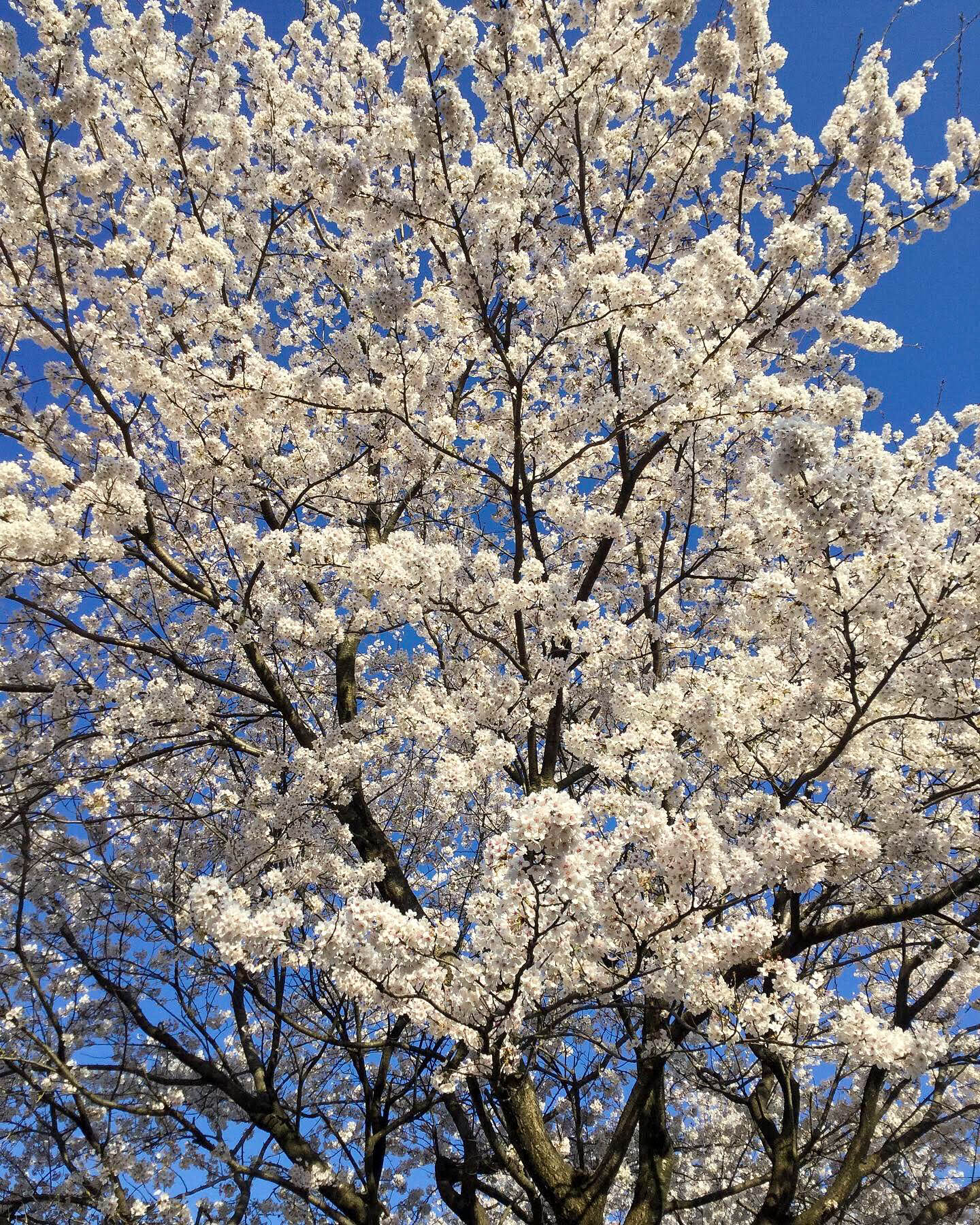 Sakura-6 | JAPAN Forward