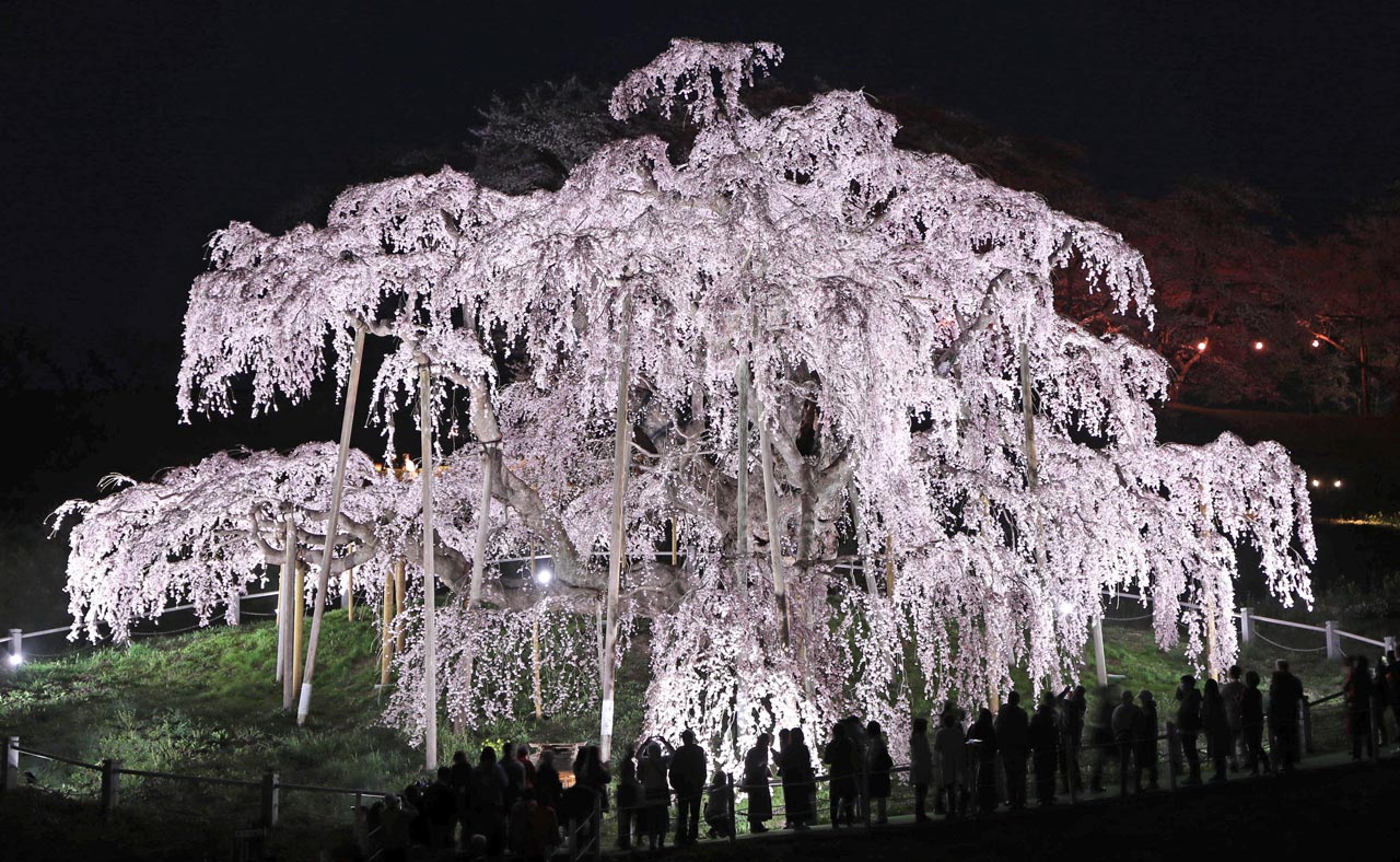 Cherry Blossom Sakura Evening Yozakura | JAPAN Forward