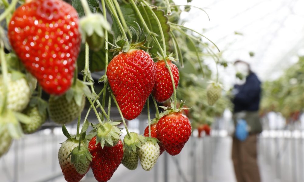 Of Wooden Plates, Sweet Strawberries, and Reviving Communities | JAPAN ...
