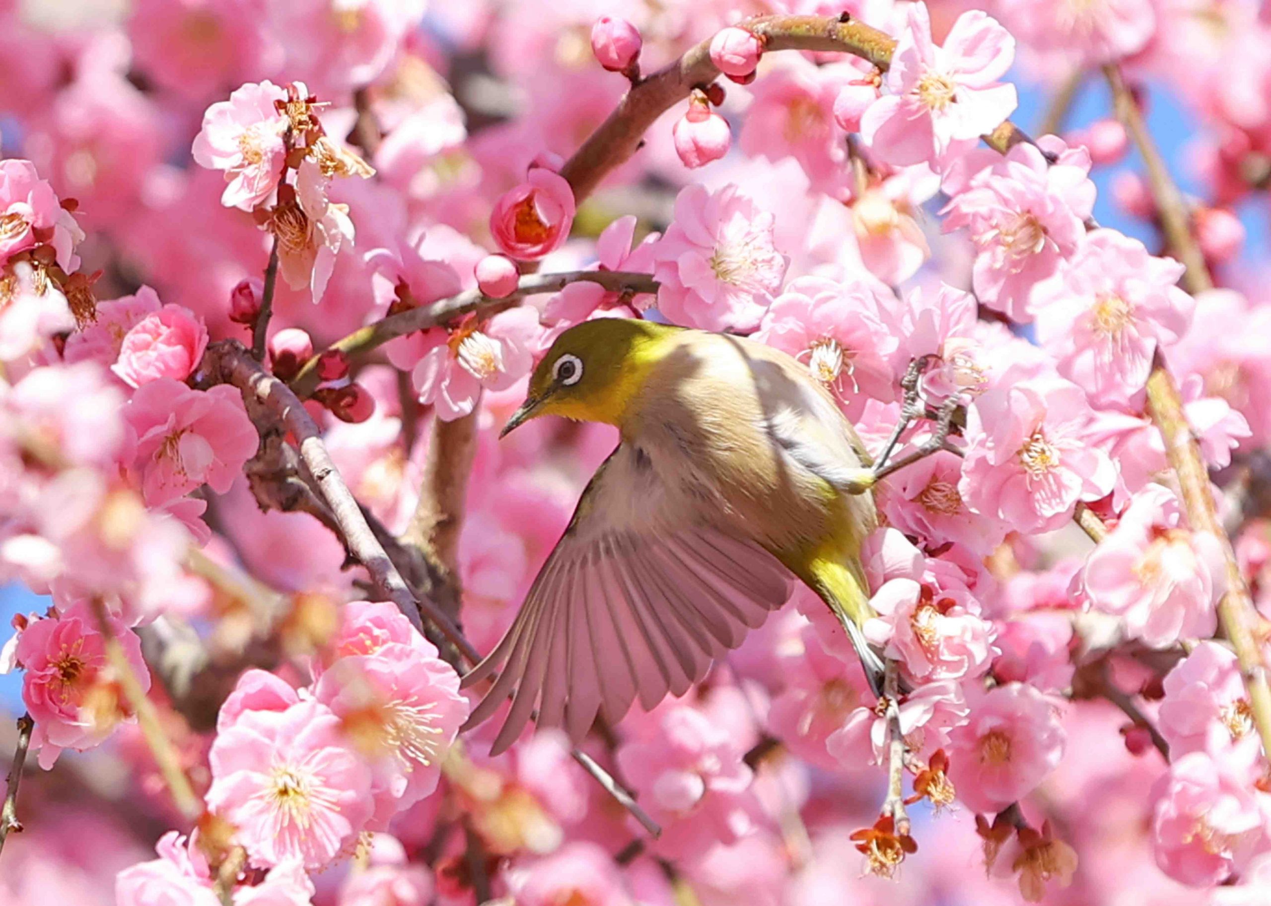 Ume Garden Weeping Plum at Suzuka no Mori Teien 004 | JAPAN Forward