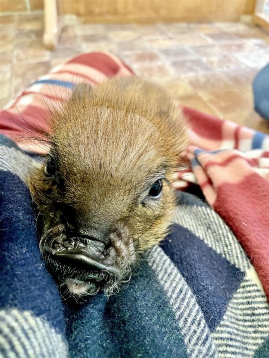[Hidden Wonders of Japan] Cuteness Overload at Japan's First Micro Pig ...