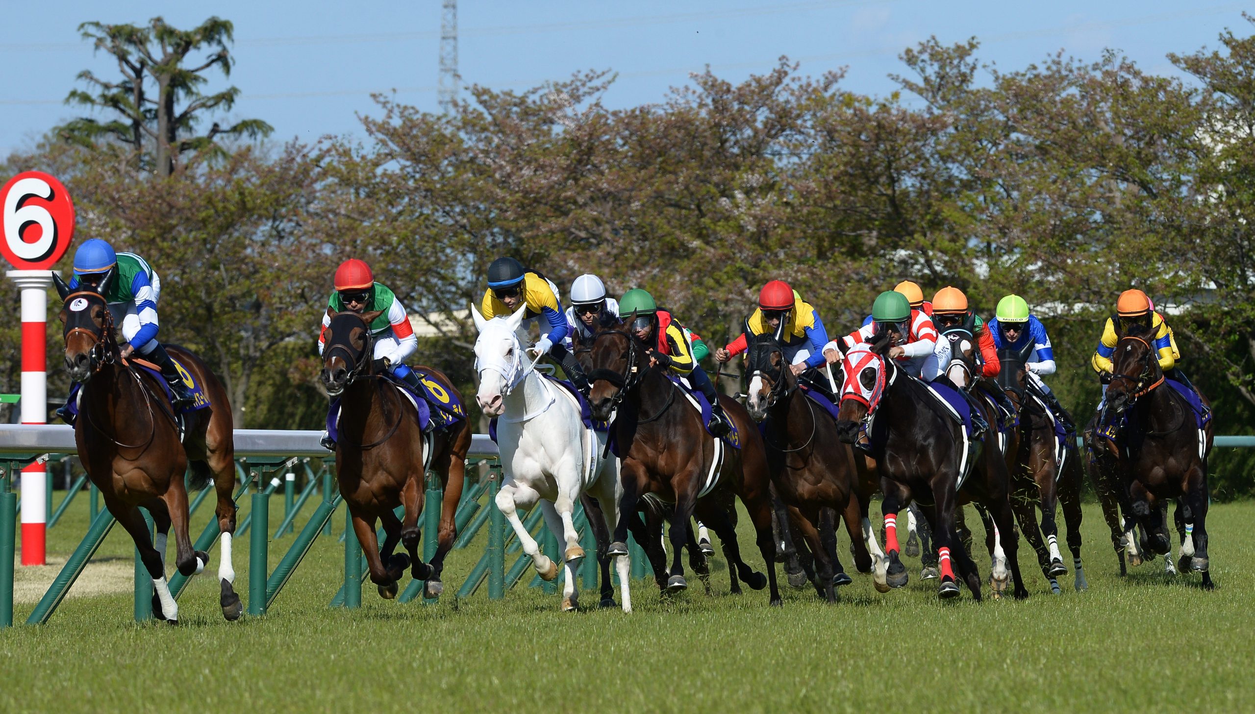 HORSE RACING | Sodashi Bests Field in Oka Sho, Becomes First White ...