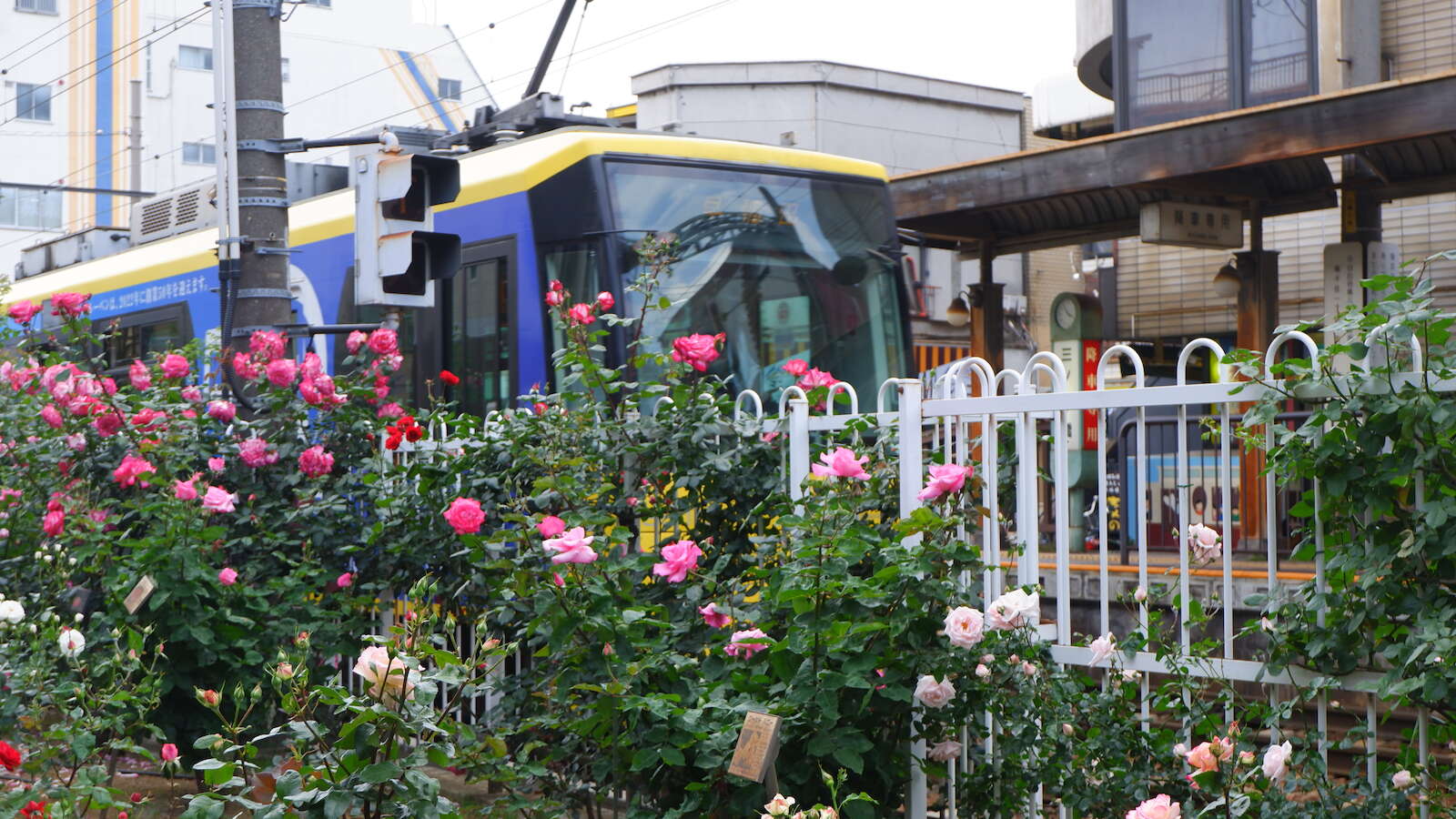 PHOTOS | Arakawa Tram Tracks’ 14,000 Rose Bushes are Beauty in an ...