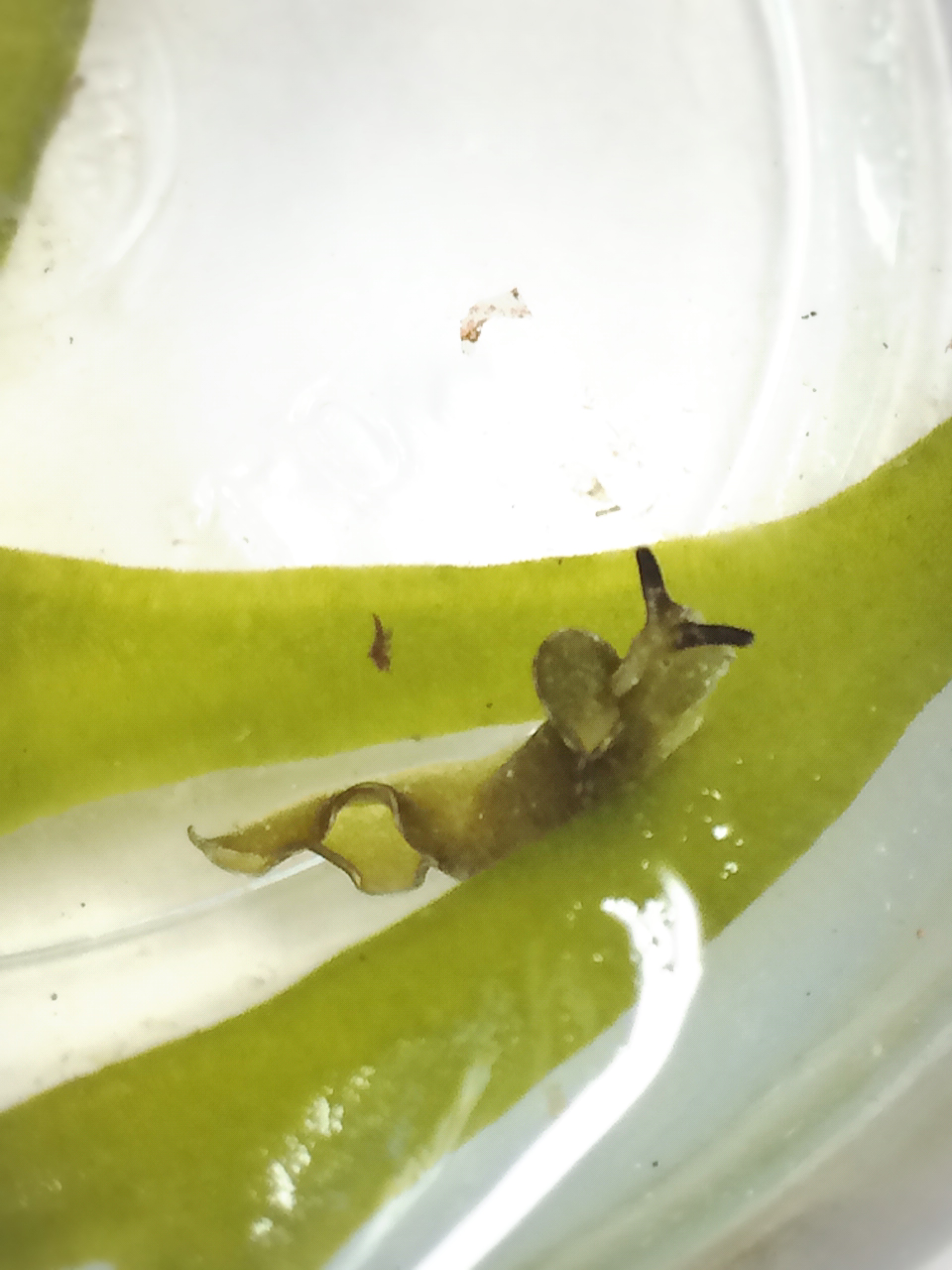Love of Sea Slugs Leads to Discovery of How an Animal Makes its Own New ...