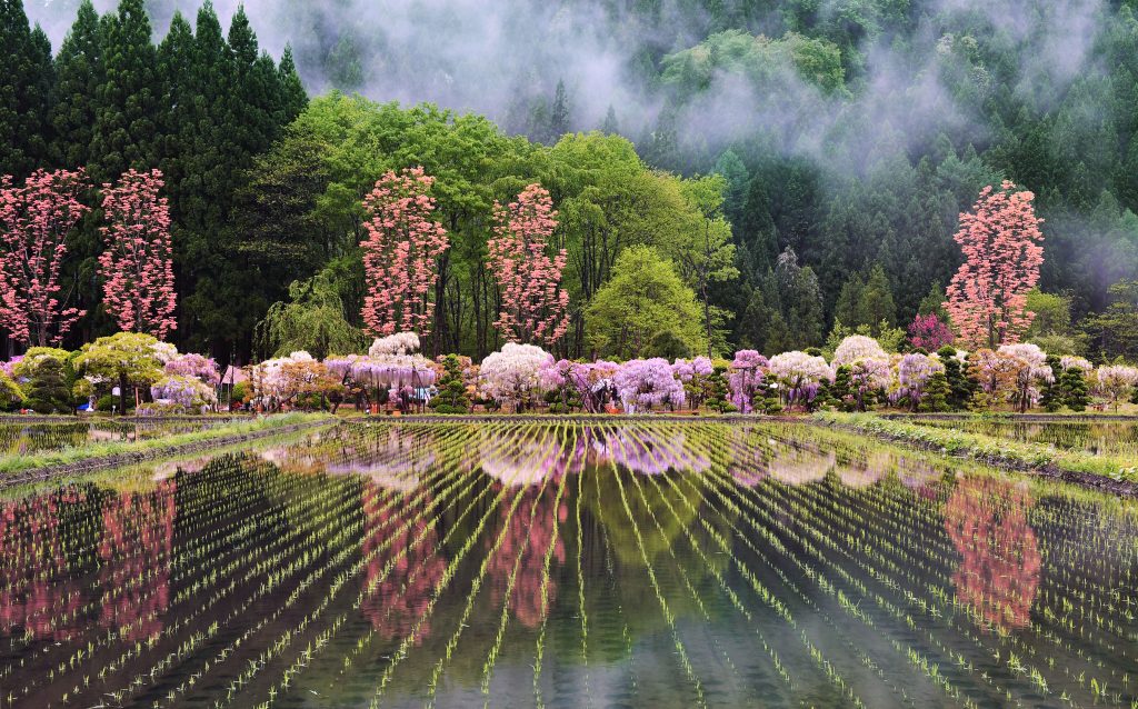 [Hidden Wonders of Japan] Admiring A Sea of Wisteria Reflected in the ...