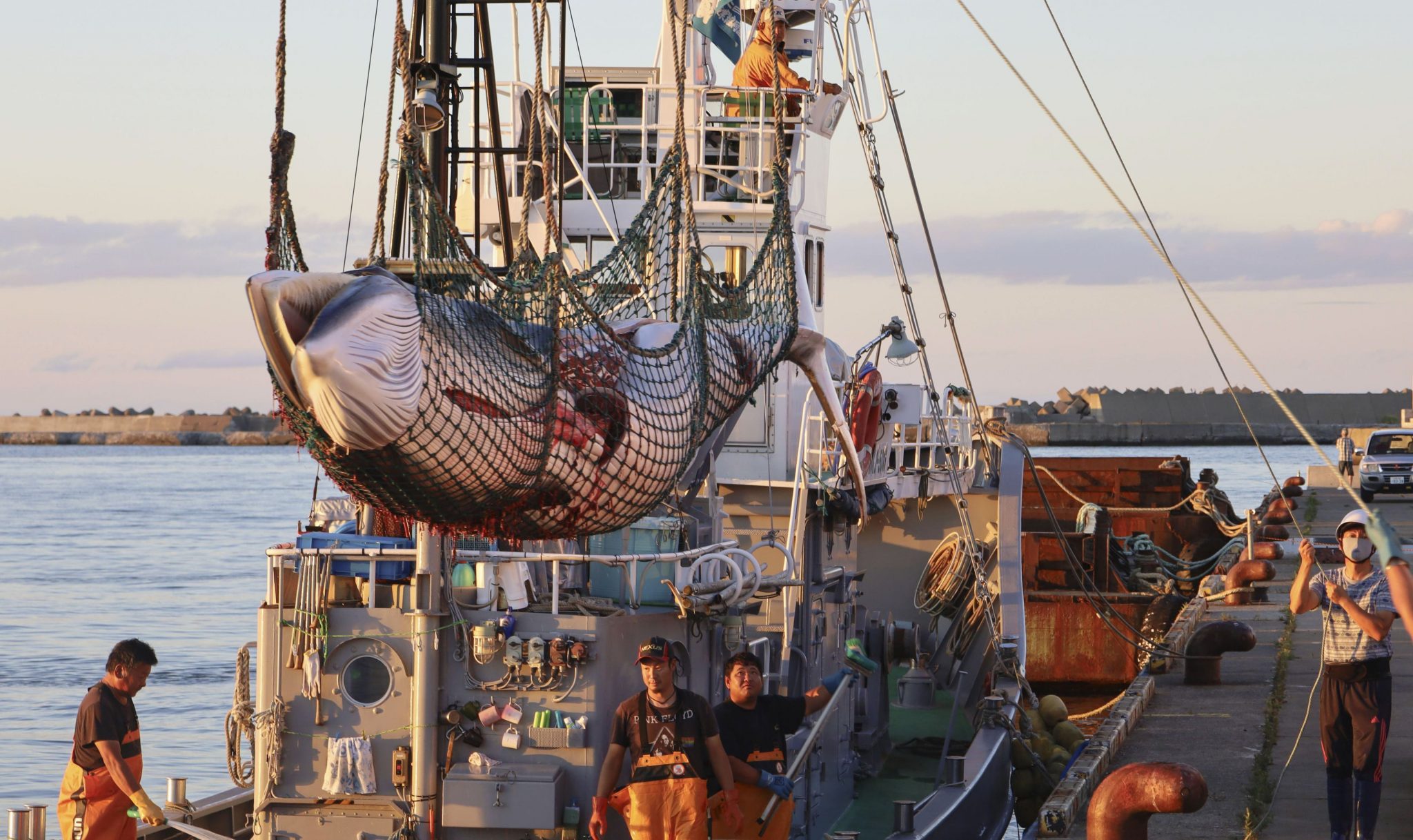 Three Years After IWC Exit Japanese Whaling is at a Crossroads | JAPAN ...