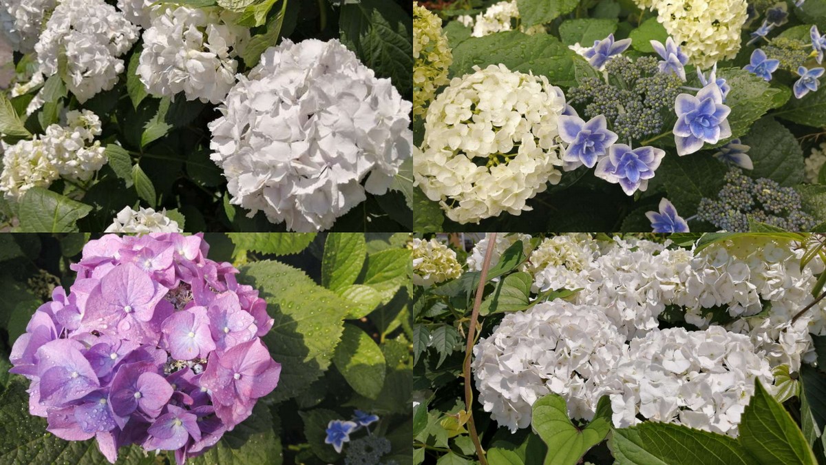 Ajisai: Colors and Patterns that Brighten Japan’s Rainy Season | JAPAN ...