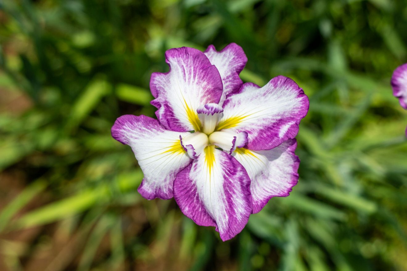 Where to See Iris in Tokyo | JAPAN Forward