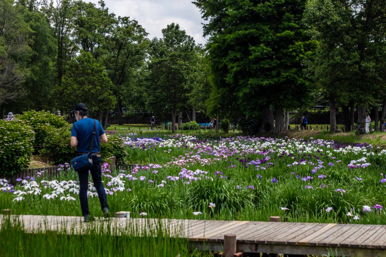 Where to See Iris in Tokyo | JAPAN Forward
