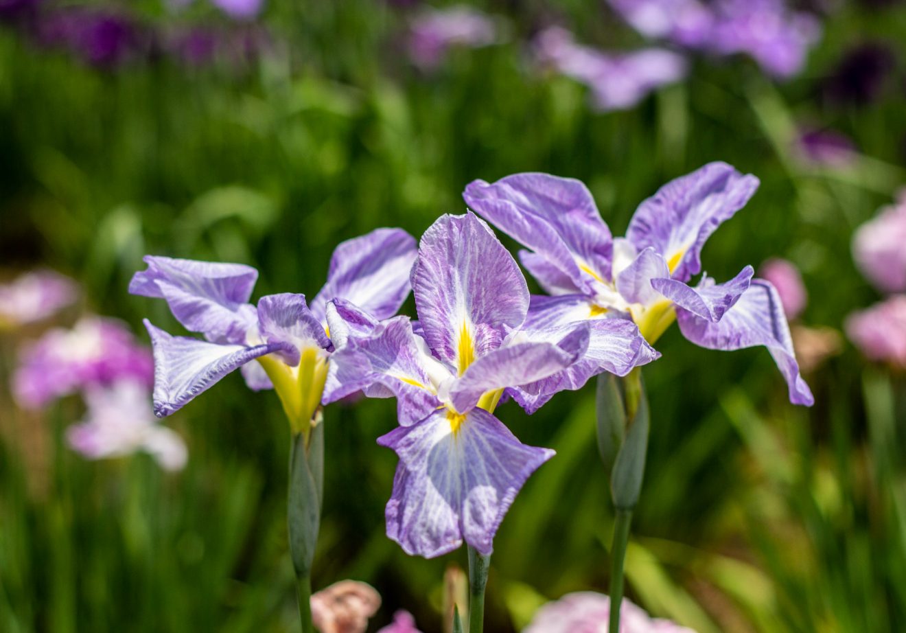 Where to See Iris in Tokyo | JAPAN Forward