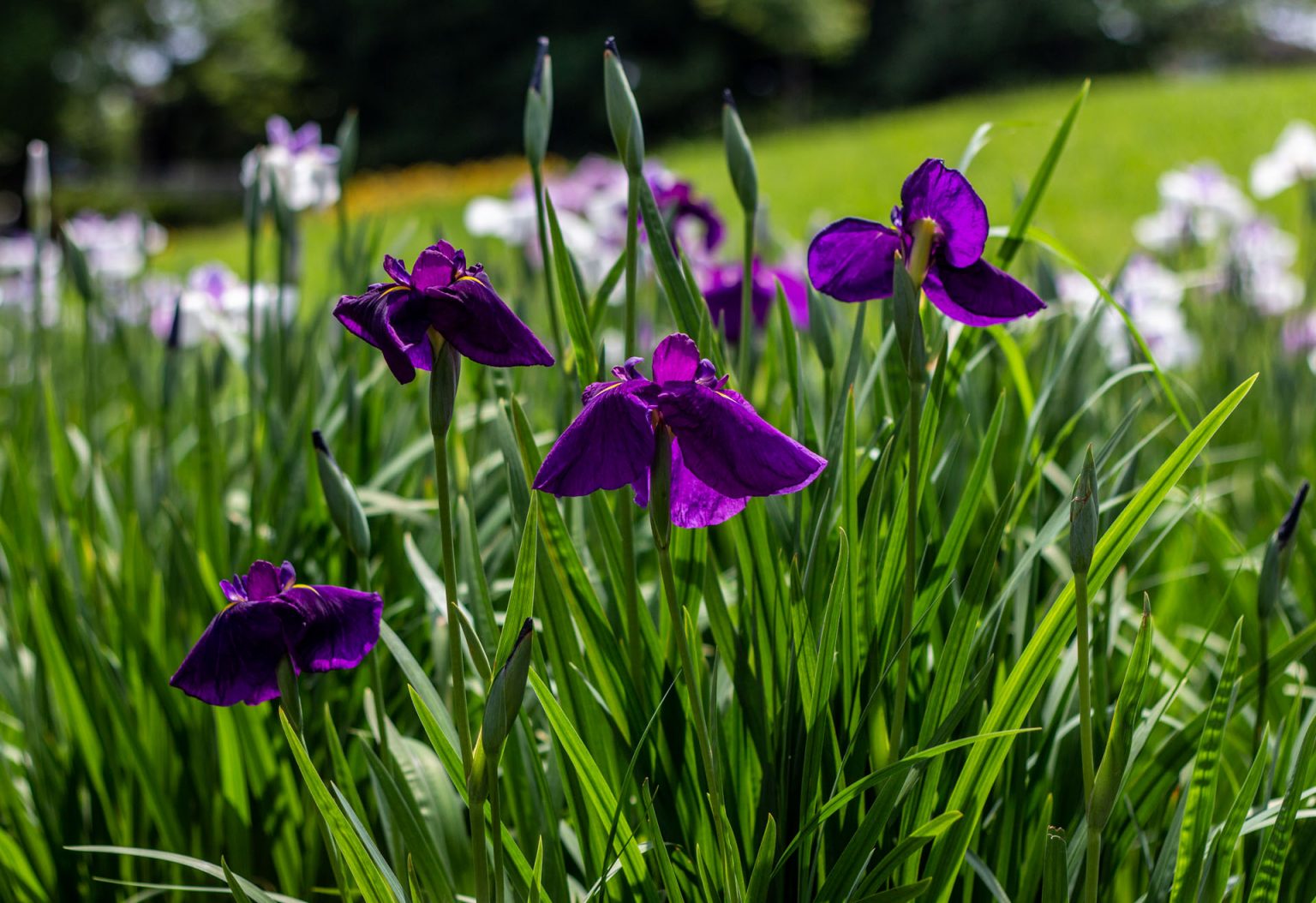 Where to See Iris in Tokyo | JAPAN Forward