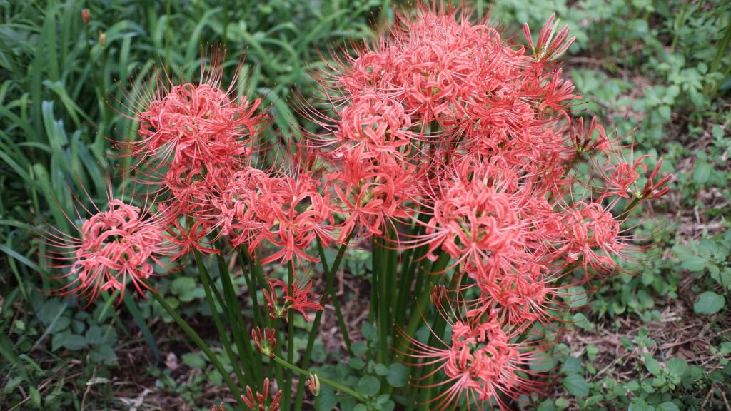 Heavenly Higanbana Invite Outdoor Enjoyment as they Announce the Autumn ...