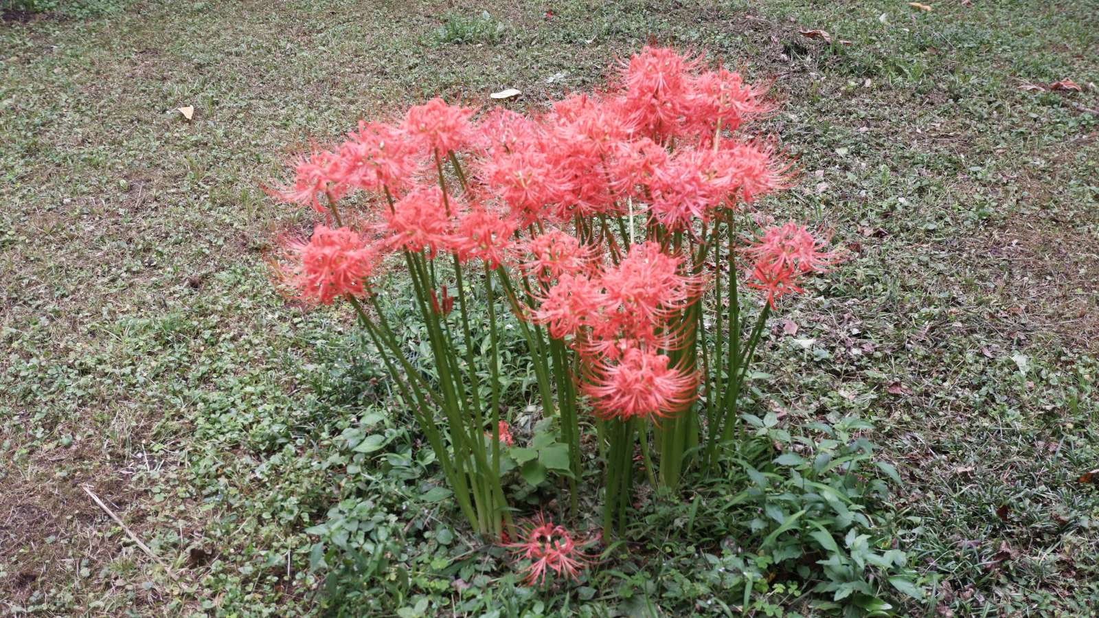 Heavenly Higanbana Invite Outdoor Enjoyment as they Announce the Autumn ...