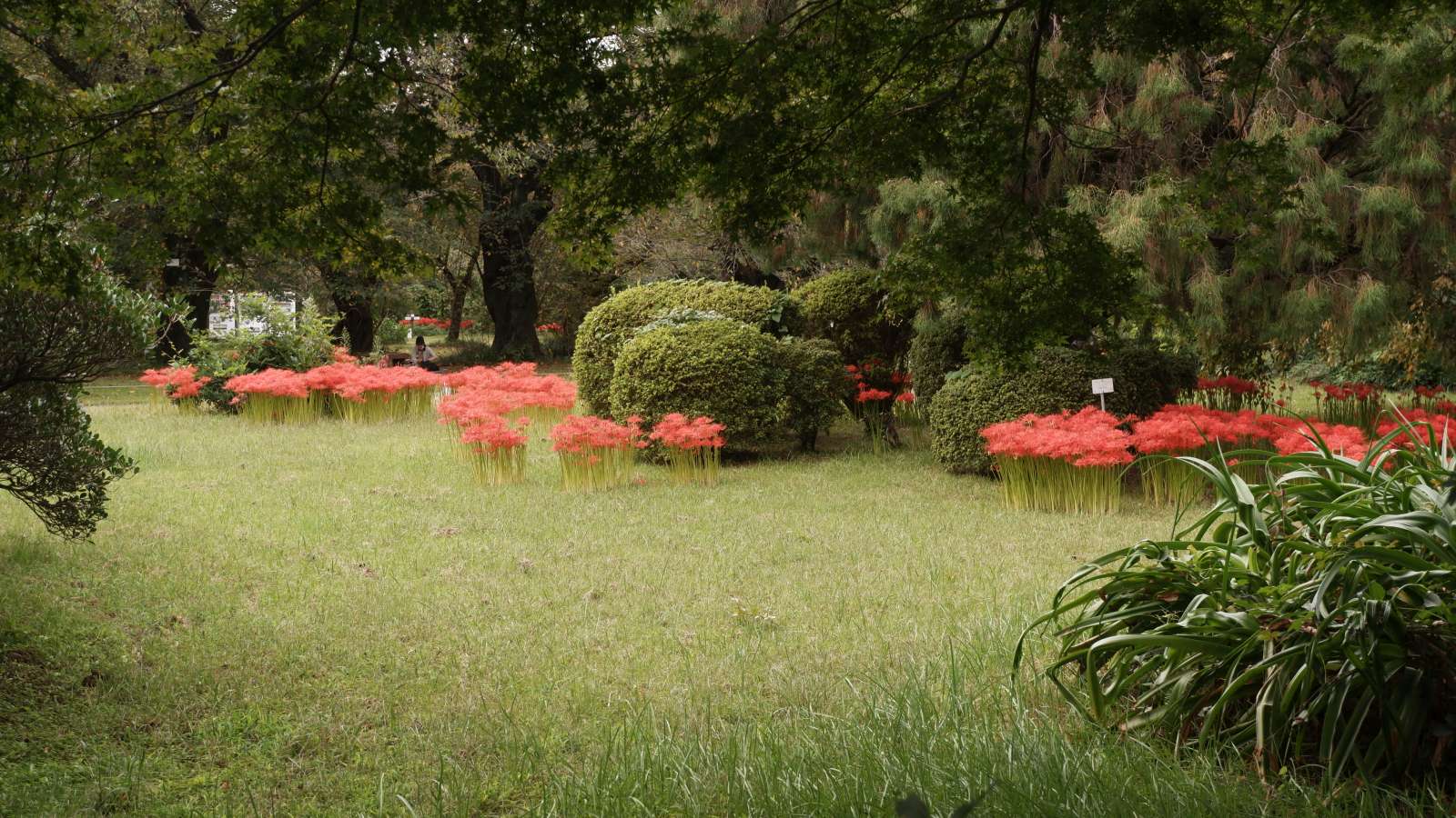 hi-032_koishikawa-higan-clusters--dscf6150 | JAPAN Forward