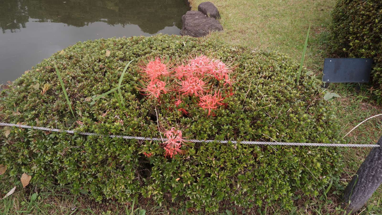 Heavenly Higanbana Invite Outdoor Enjoyment as they Announce the Autumn ...