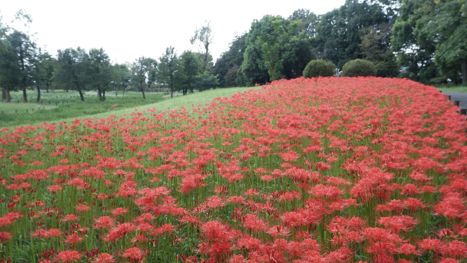 Heavenly Higanbana Invite Outdoor Enjoyment as they Announce the Autumn ...