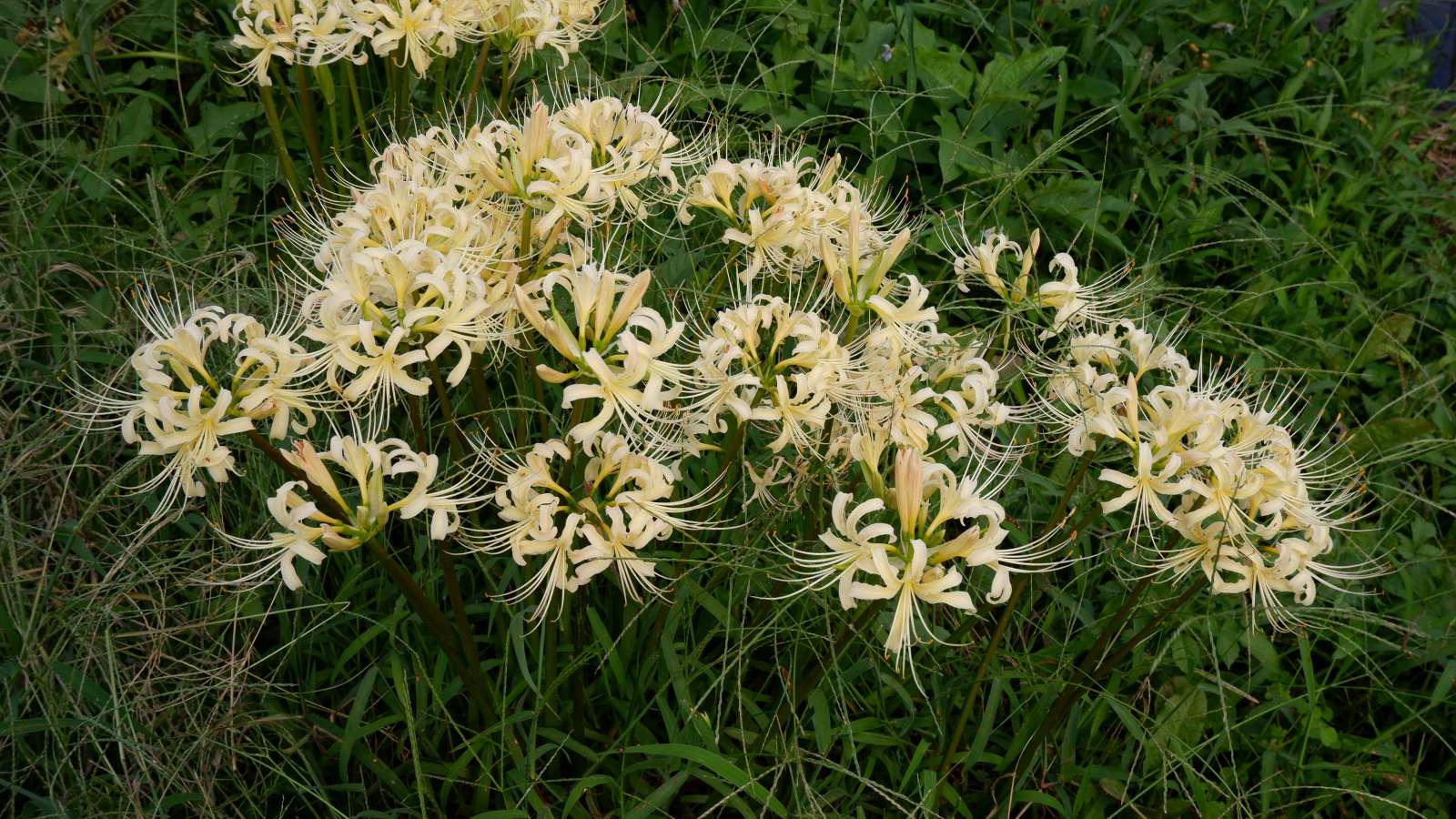 Heavenly Higanbana Invite Outdoor Enjoyment as they Announce the Autumn ...