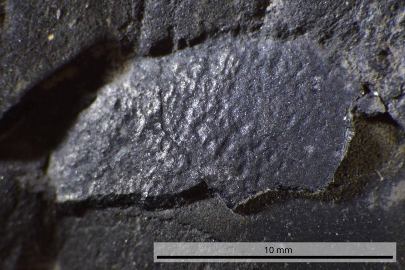 Newly Discovered Species Shows What It Was Like During Japan’s Dinosaur ...