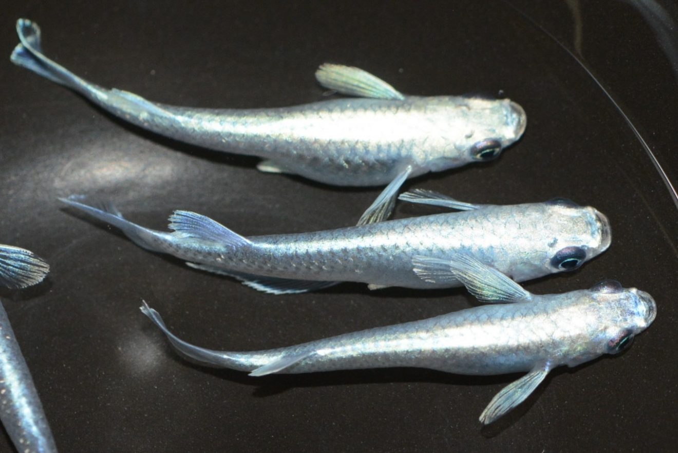 [Corona ni Makeruna] Finding Joy in Rearing Medaka Amid the Pandemic ...