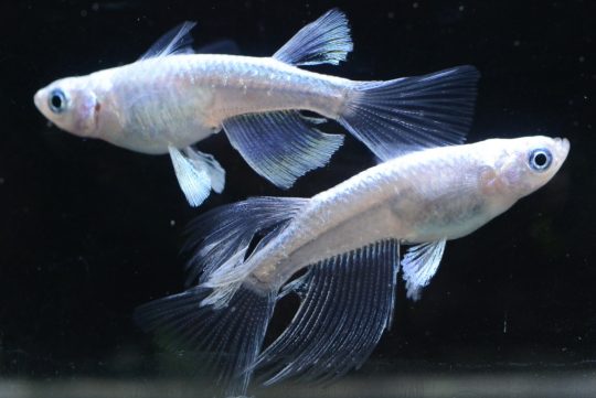 [Corona ni Makeruna] Finding Joy in Rearing Medaka Amid the Pandemic ...