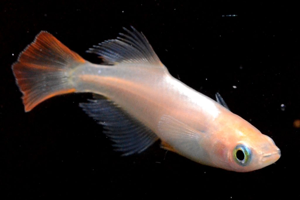 [Corona ni Makeruna] Finding Joy in Rearing Medaka Amid the Pandemic ...