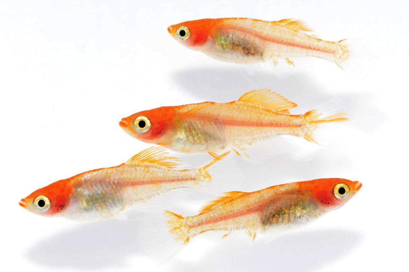 [Corona ni Makeruna] Finding Joy in Rearing Medaka Amid the Pandemic ...